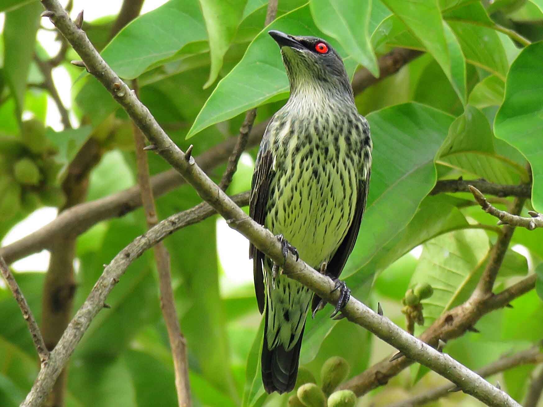 Asian Glossy Starling - eBird