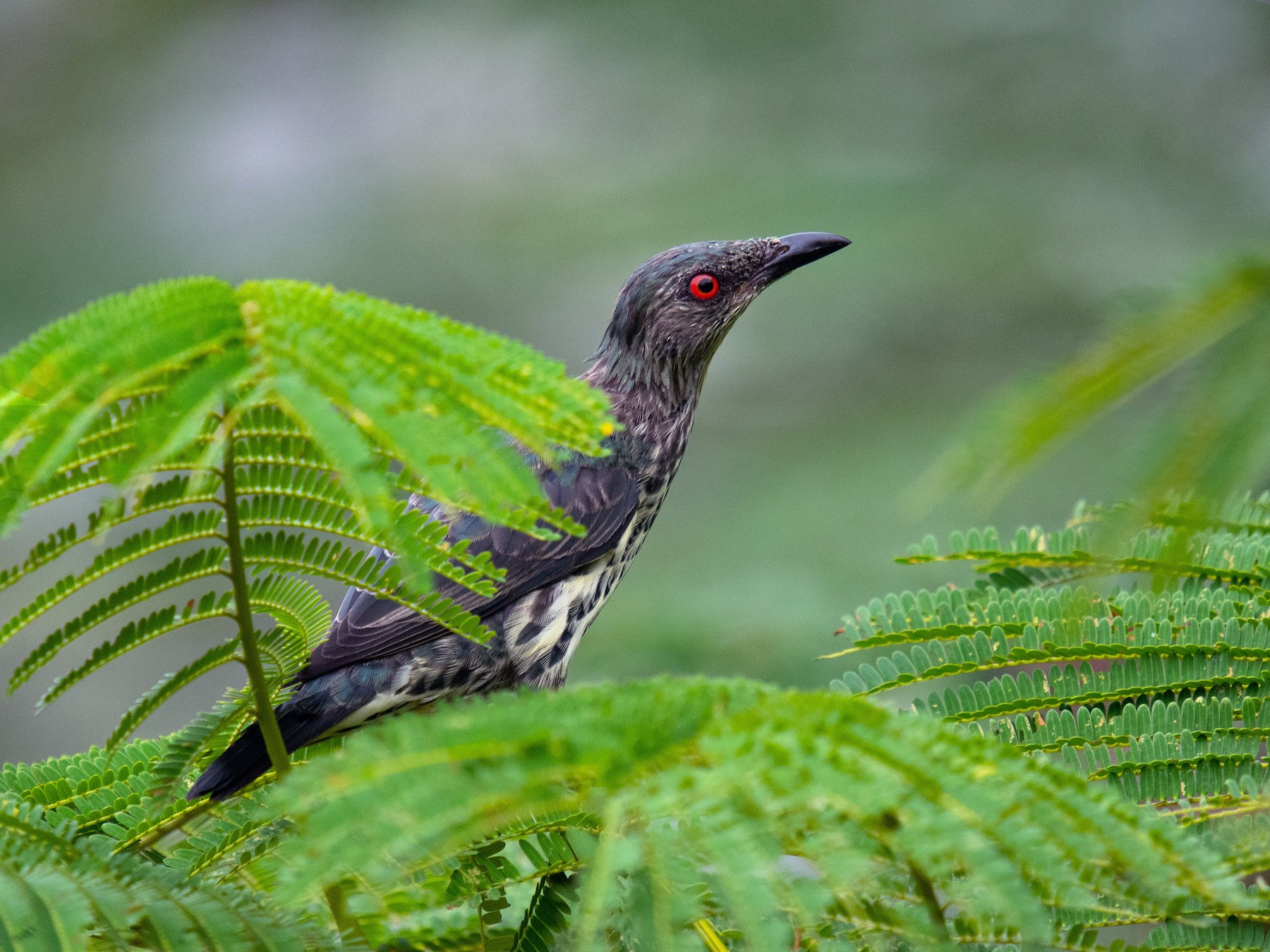 Asian Glossy Starling - eBird