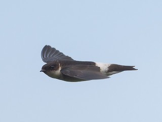 Asian House-Martin - eBird
