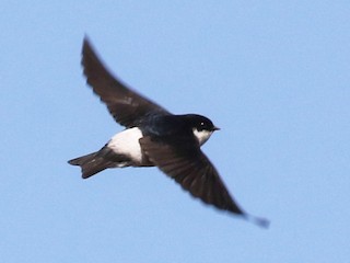 Asian House-Martin - eBird