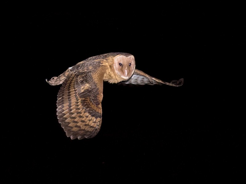 Australasian Grass-Owl - eBird