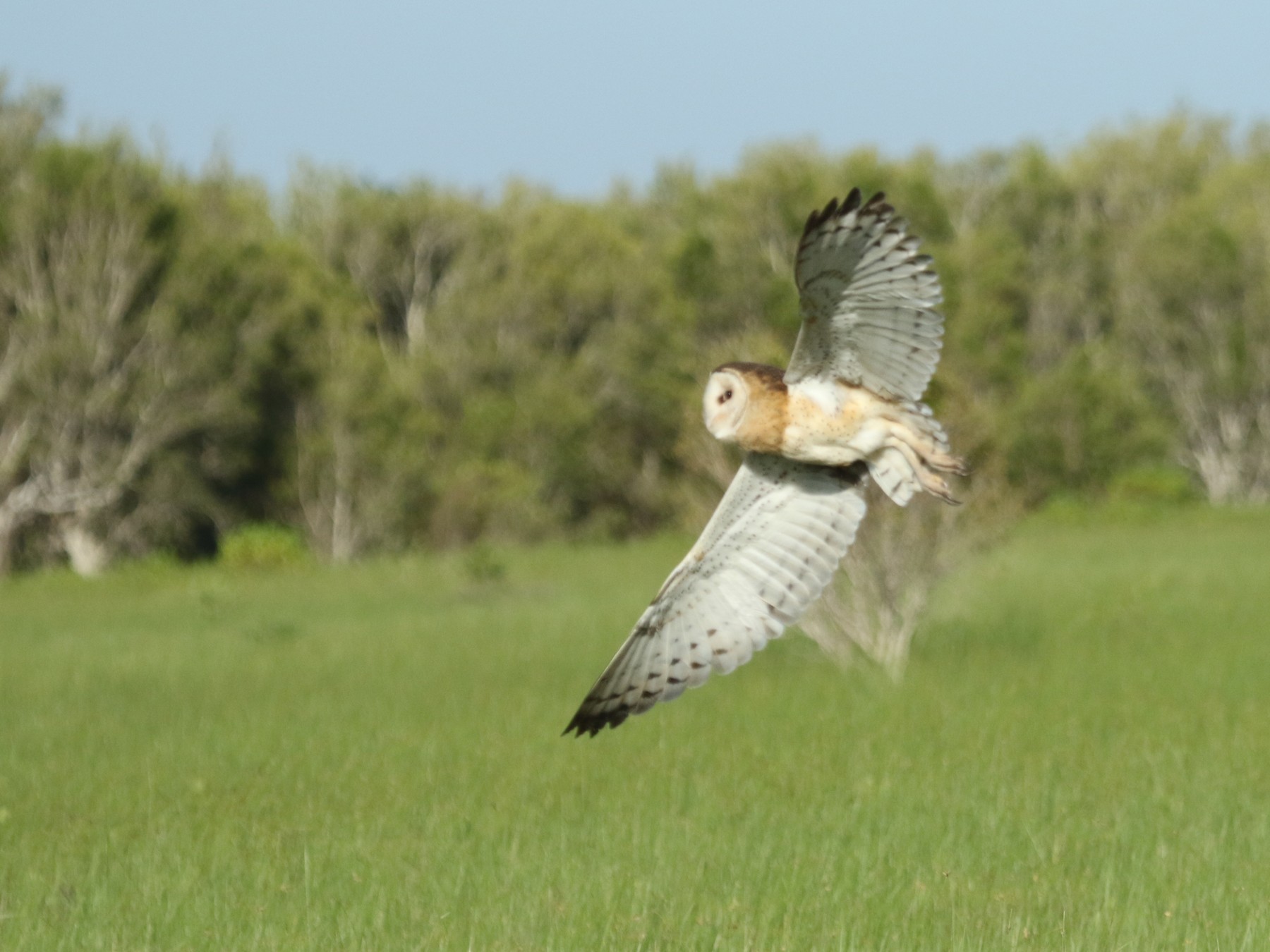 Australasian Grass-Owl - eBird