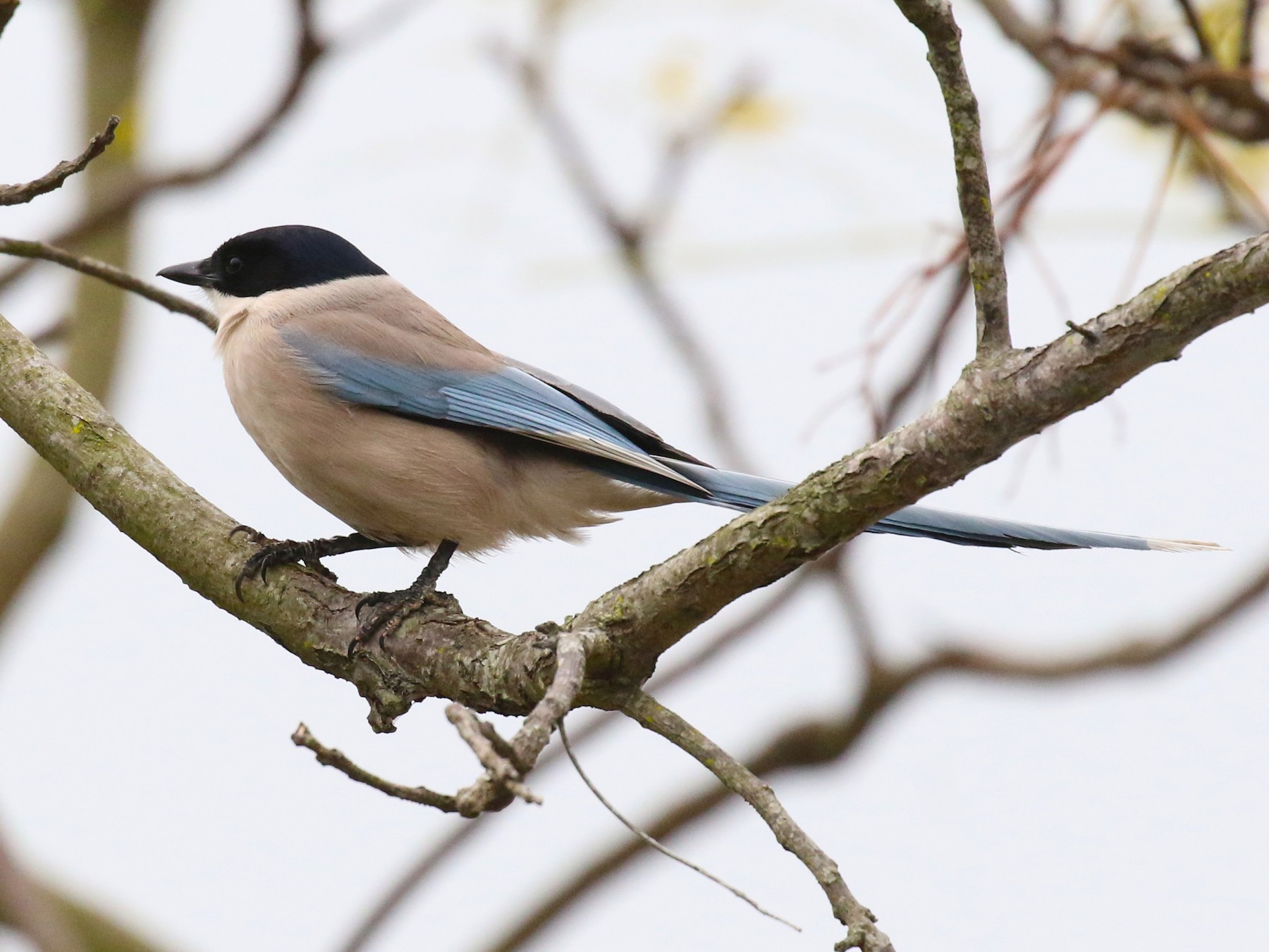 Azure-winged Magpie - eBird