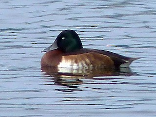 Baer's Pochard - eBird