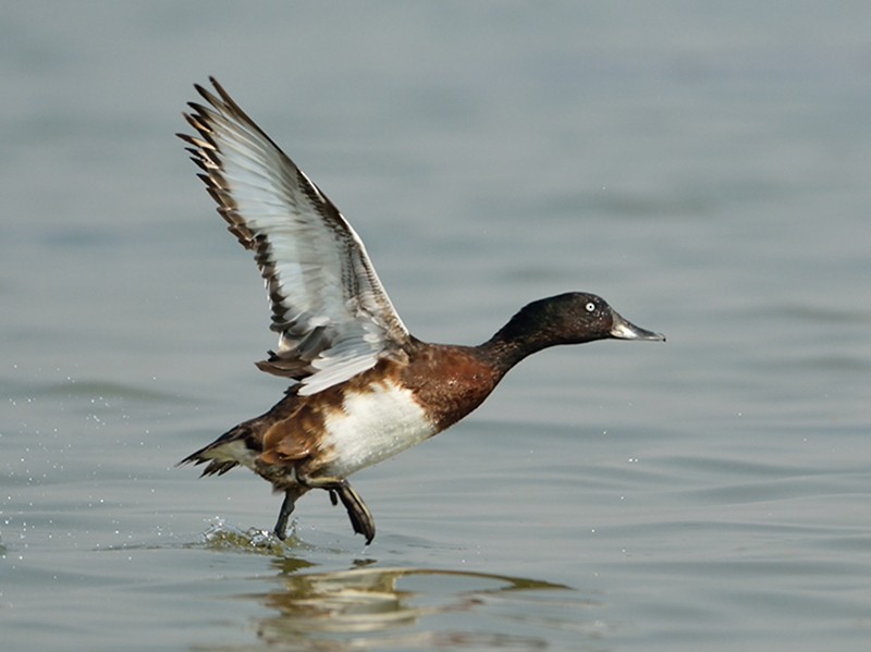 Baer's Pochard - eBird