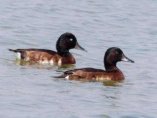 Baer's Pochard - eBird