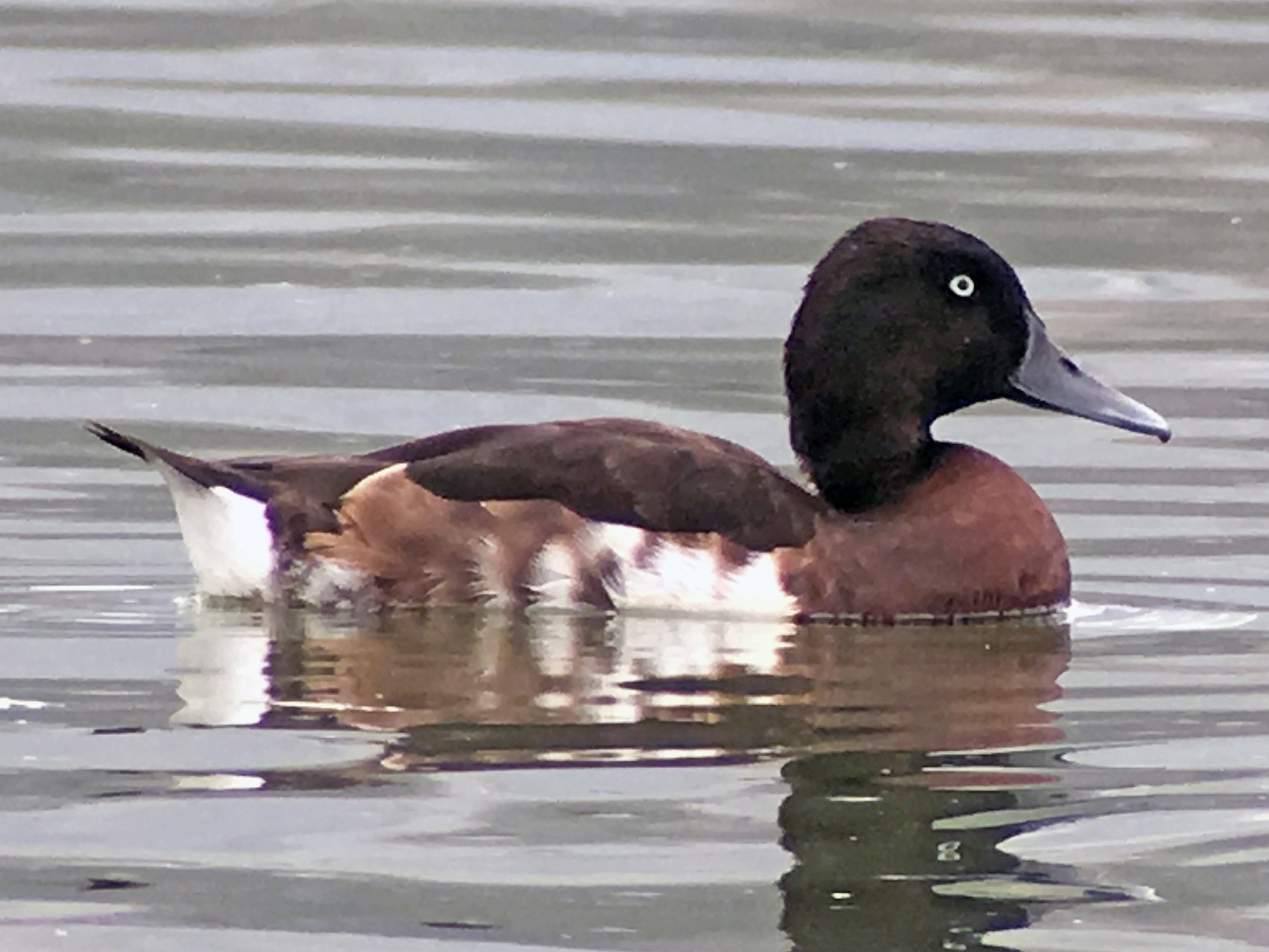 Baer's Pochard - eBird