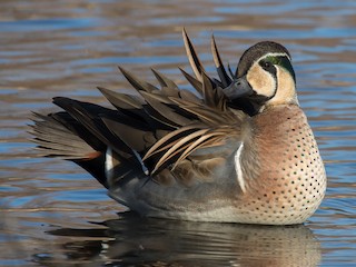 Baikal Teal - eBird