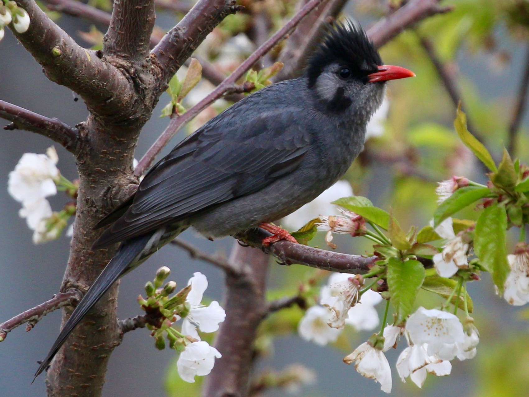Black Bulbul - eBird