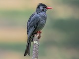 Black Bulbul - Range map: Post-breeding migration - eBird Status and Trends