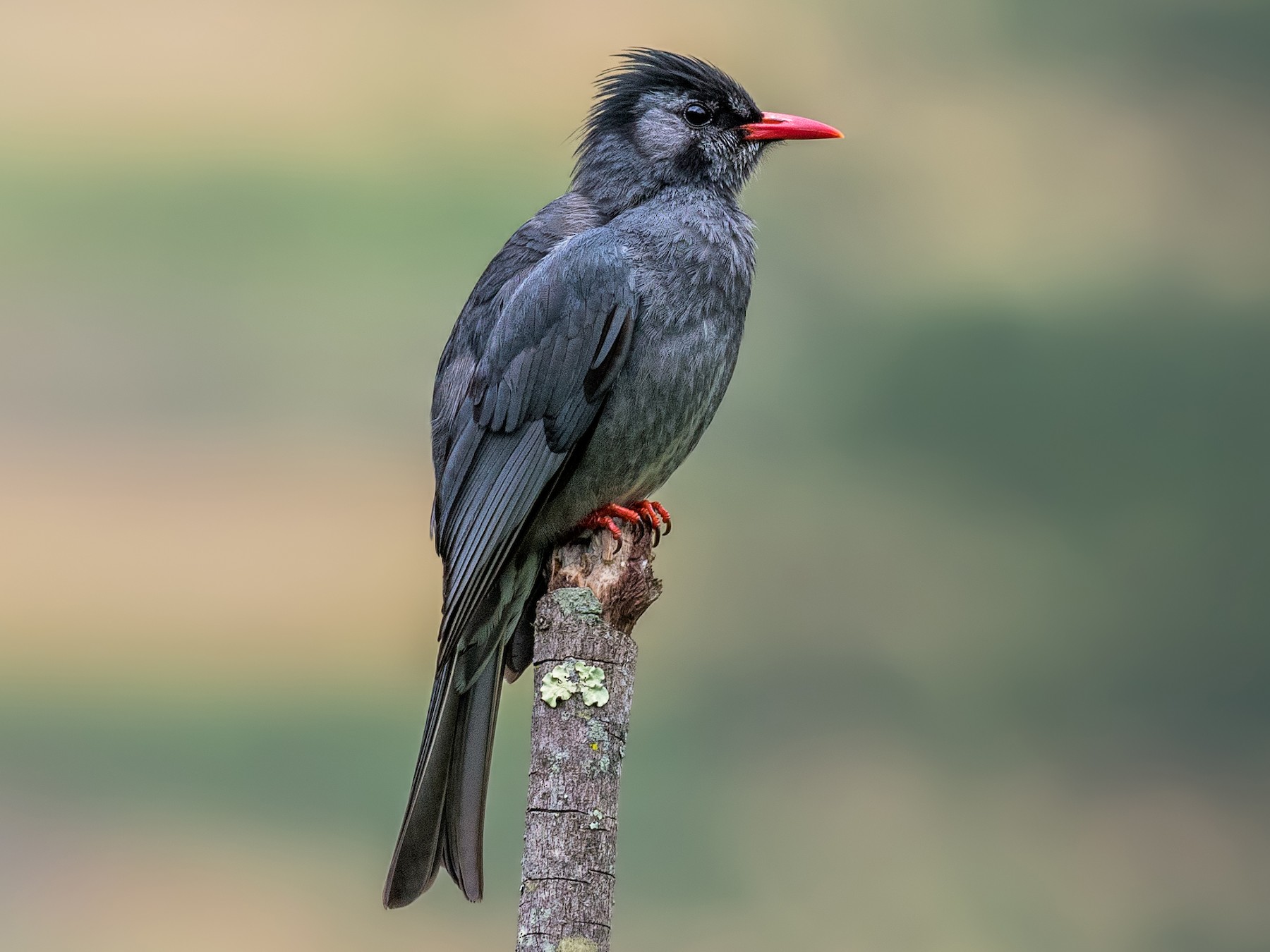 Black Bulbul - eBird