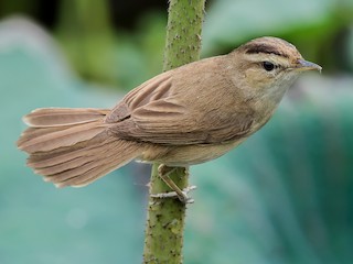 Black-browed Reed Warbler - eBird