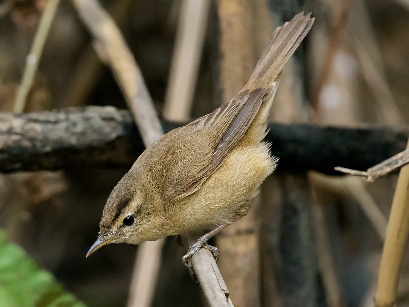Black-browed Reed Warbler - eBird