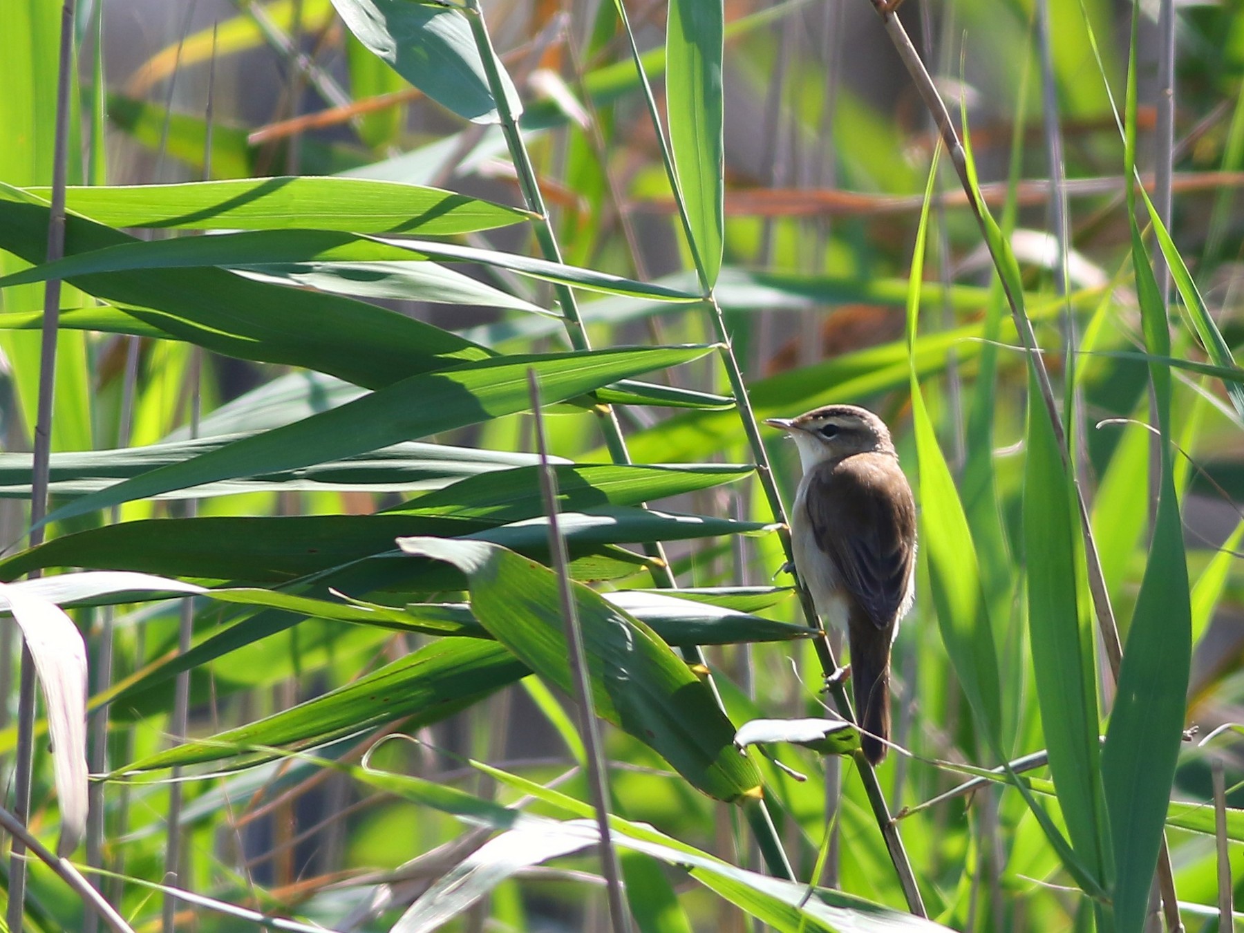 Black-browed Reed Warbler - eBird