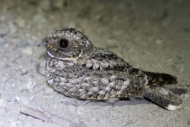 Common Poorwill In Flight