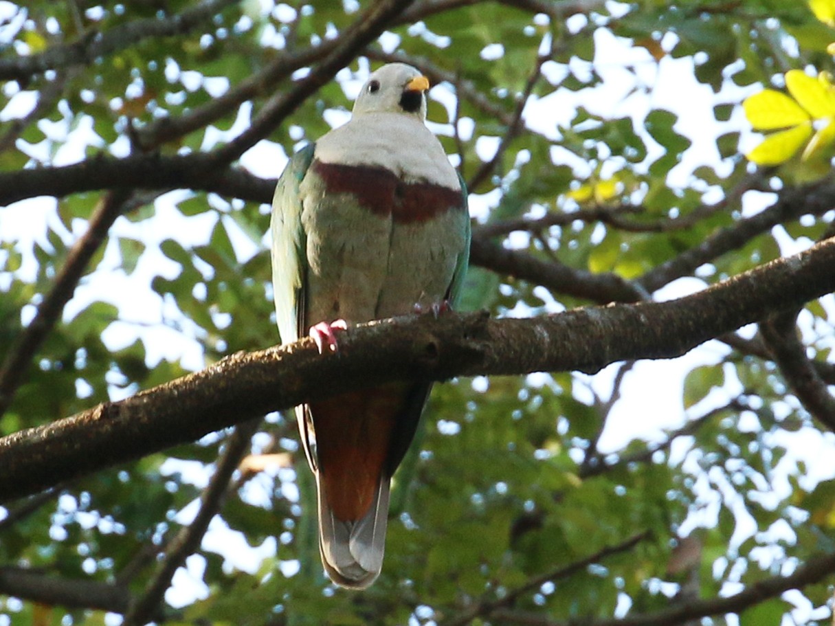 Black-chinned Fruit-Dove - eBird