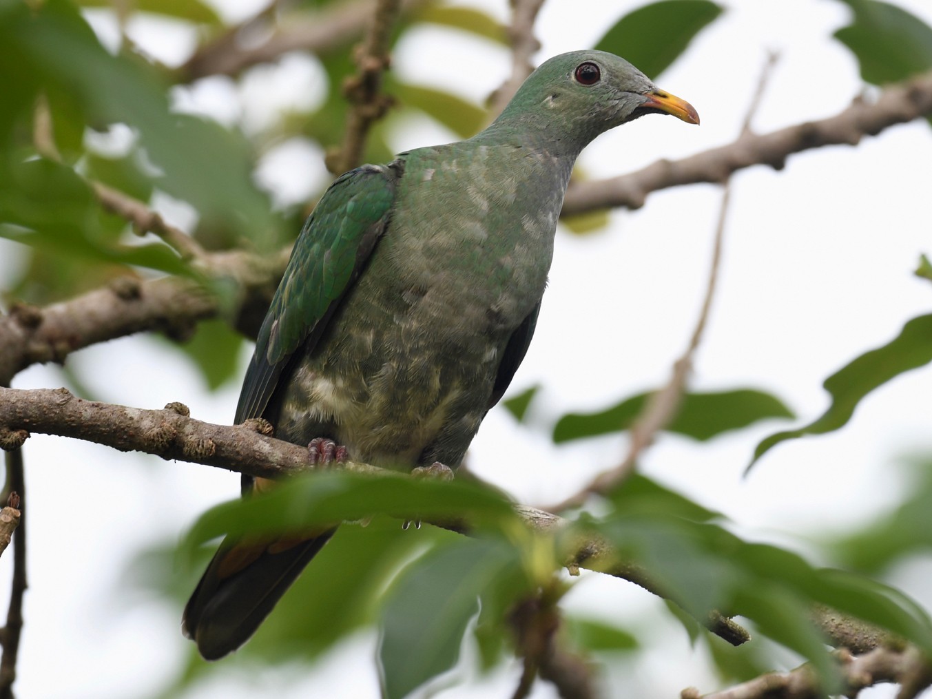 Black-chinned Fruit-Dove - eBird