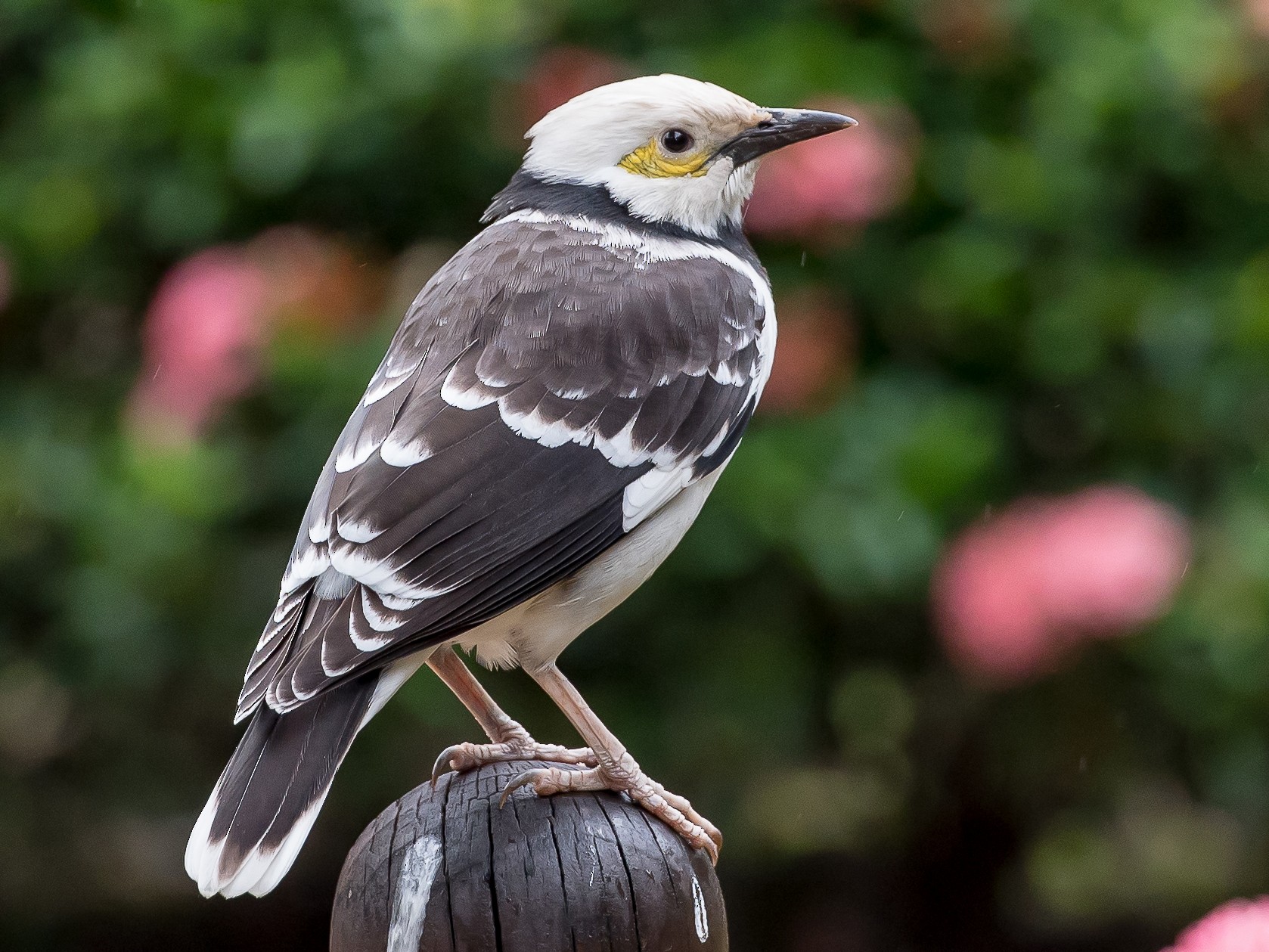 Black-collared Starling - eBird