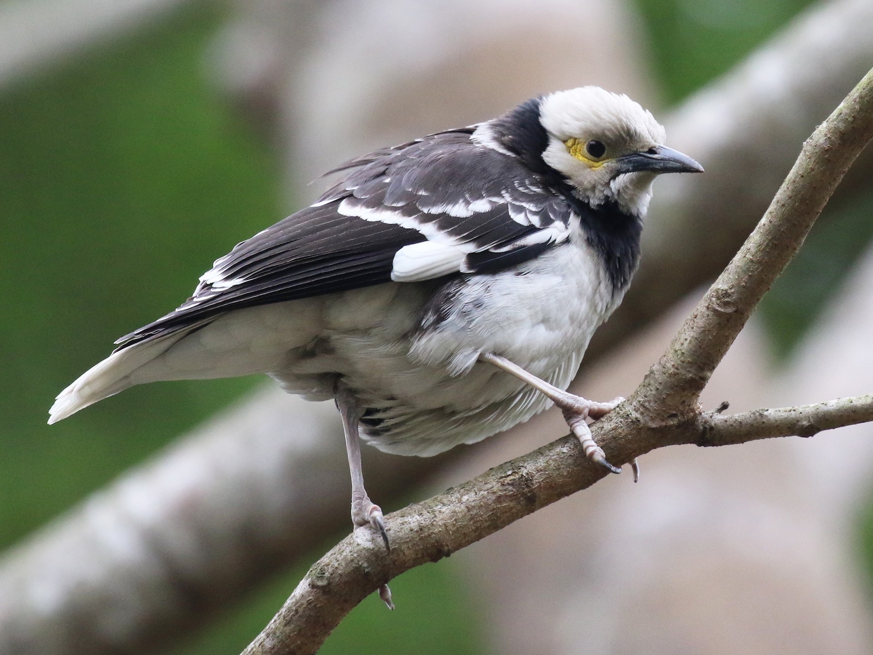 Black-collared Starling - eBird