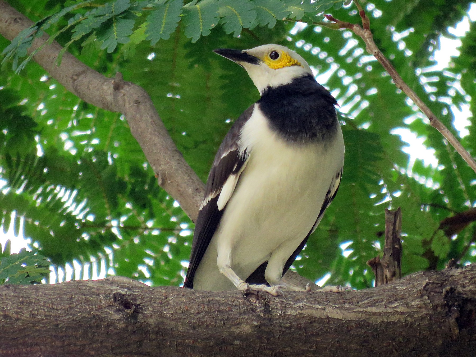 Black-collared Starling - eBird