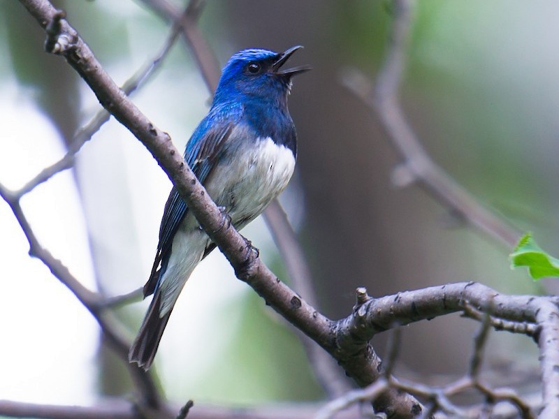 Blue-and-white Flycatcher - eBird