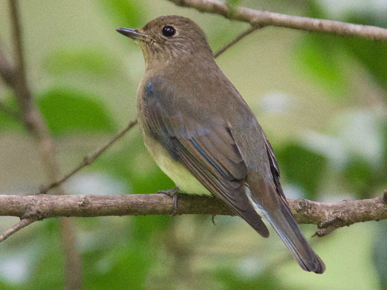 Blue-and-white Flycatcher - eBird