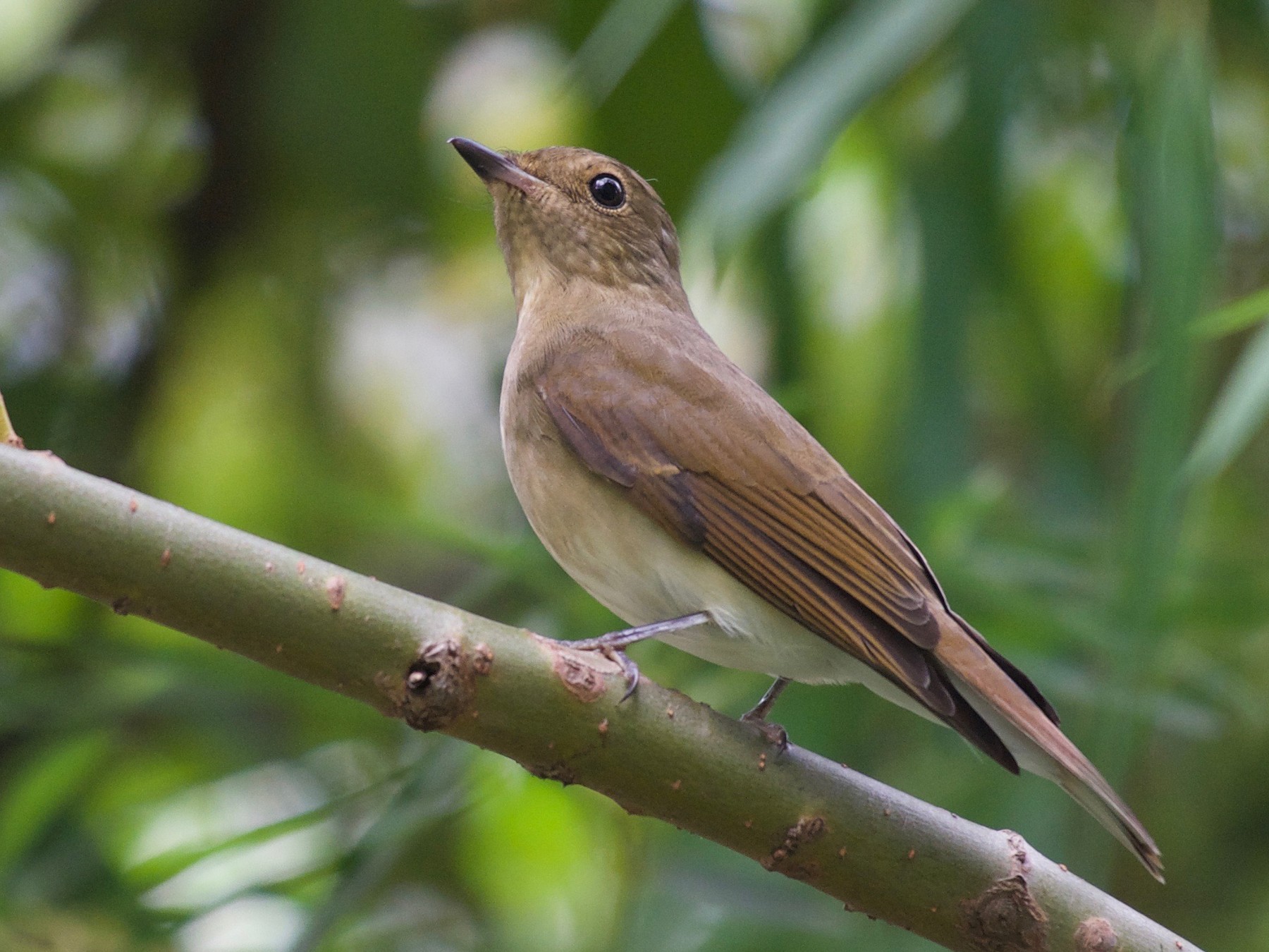 Blue-and-white Flycatcher - eBird