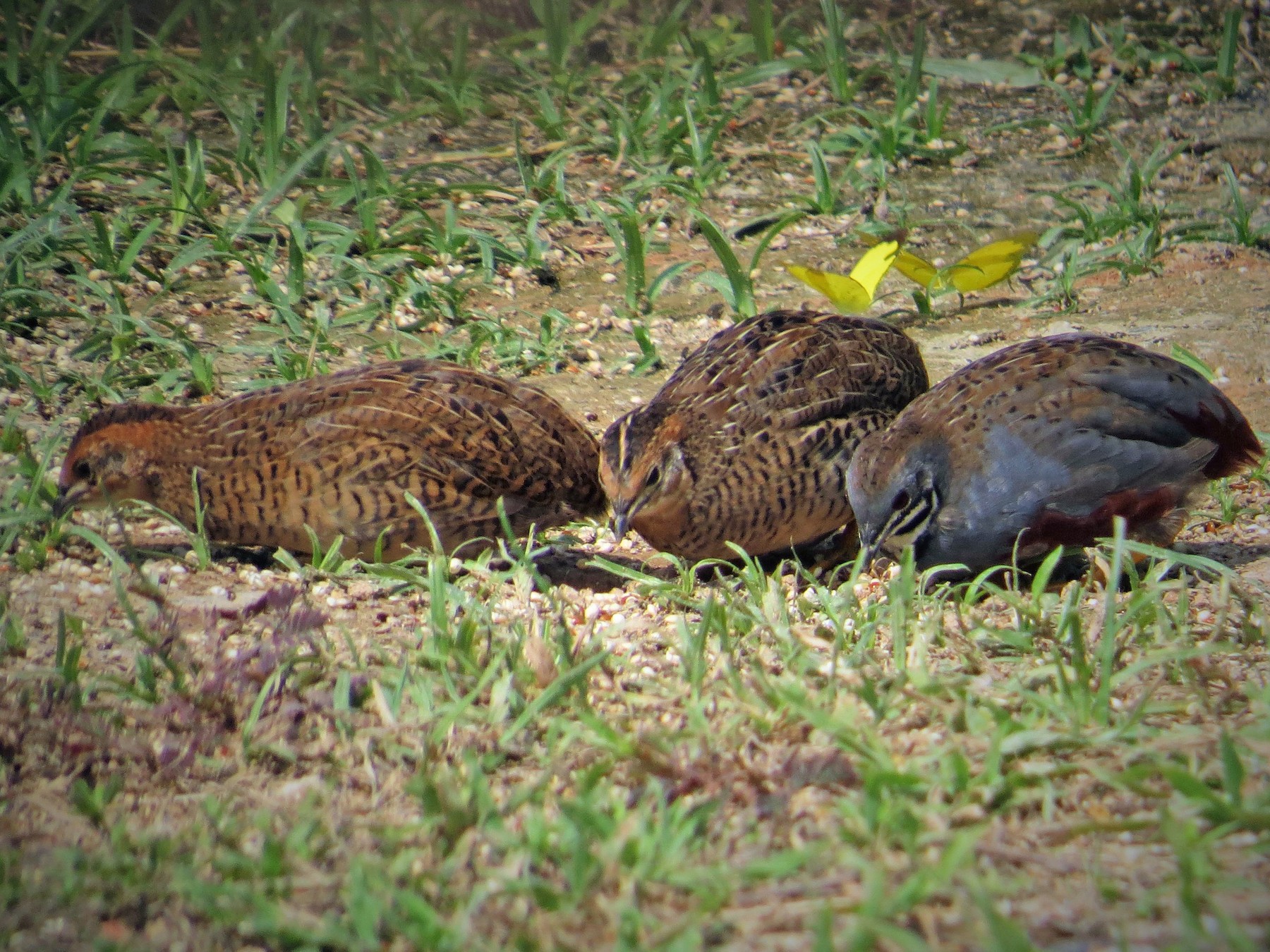 Blue-breasted Quail - eBird