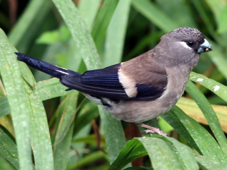 Brown Bullfinch - eBird