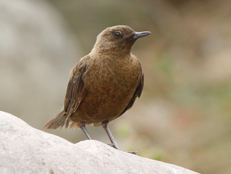 Brown Dipper - eBird