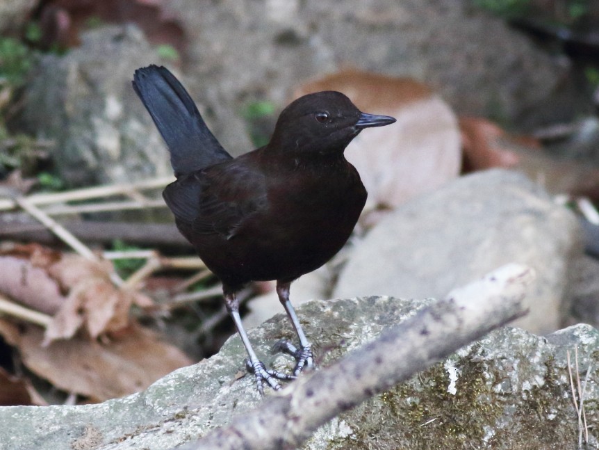 Brown Dipper - eBird