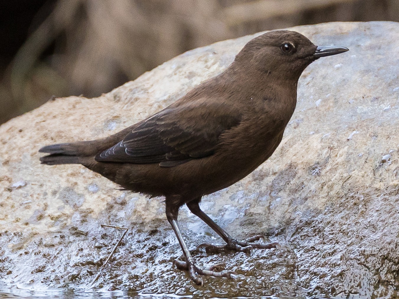 Brown Dipper - eBird