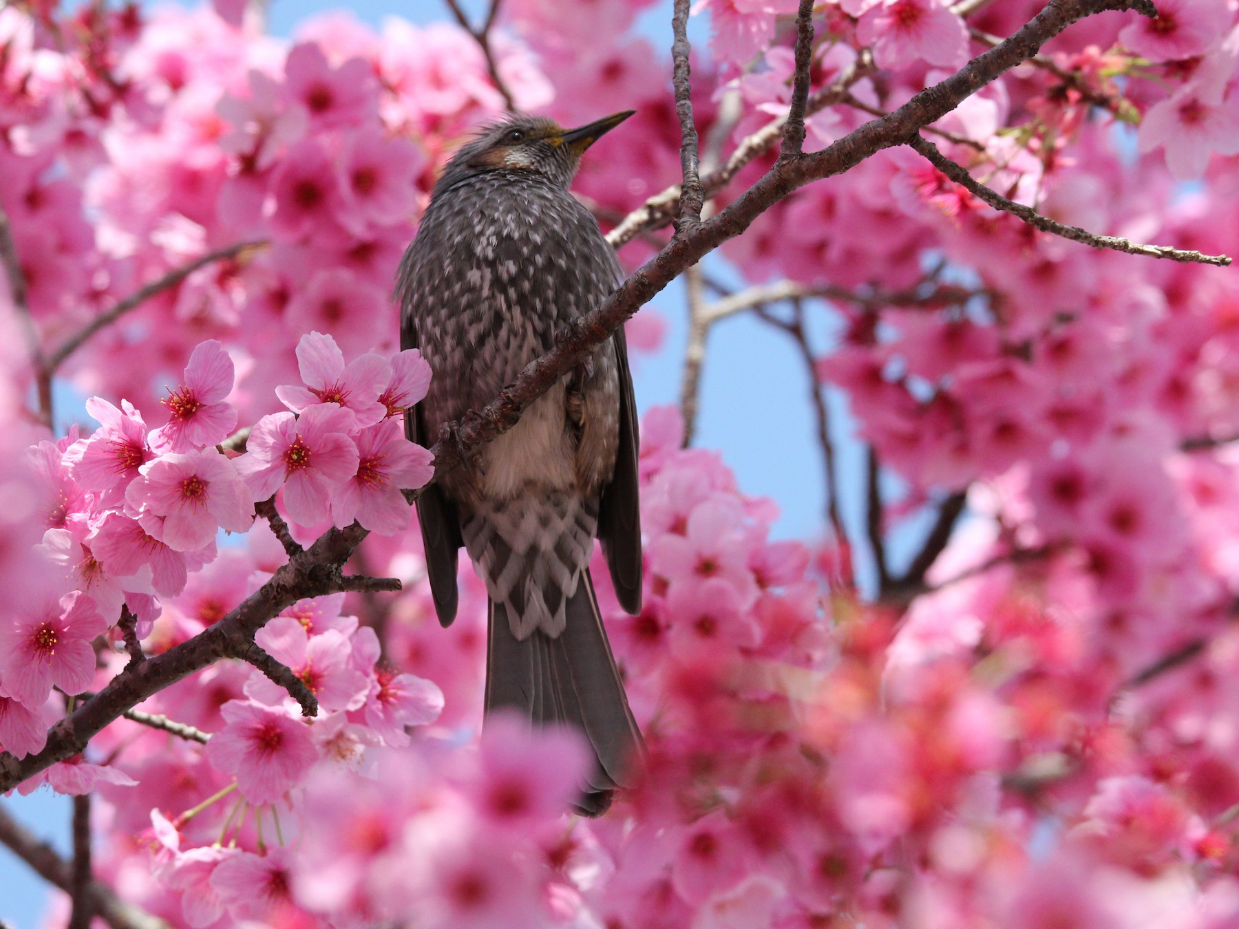 Brown-eared Bulbul - eBird