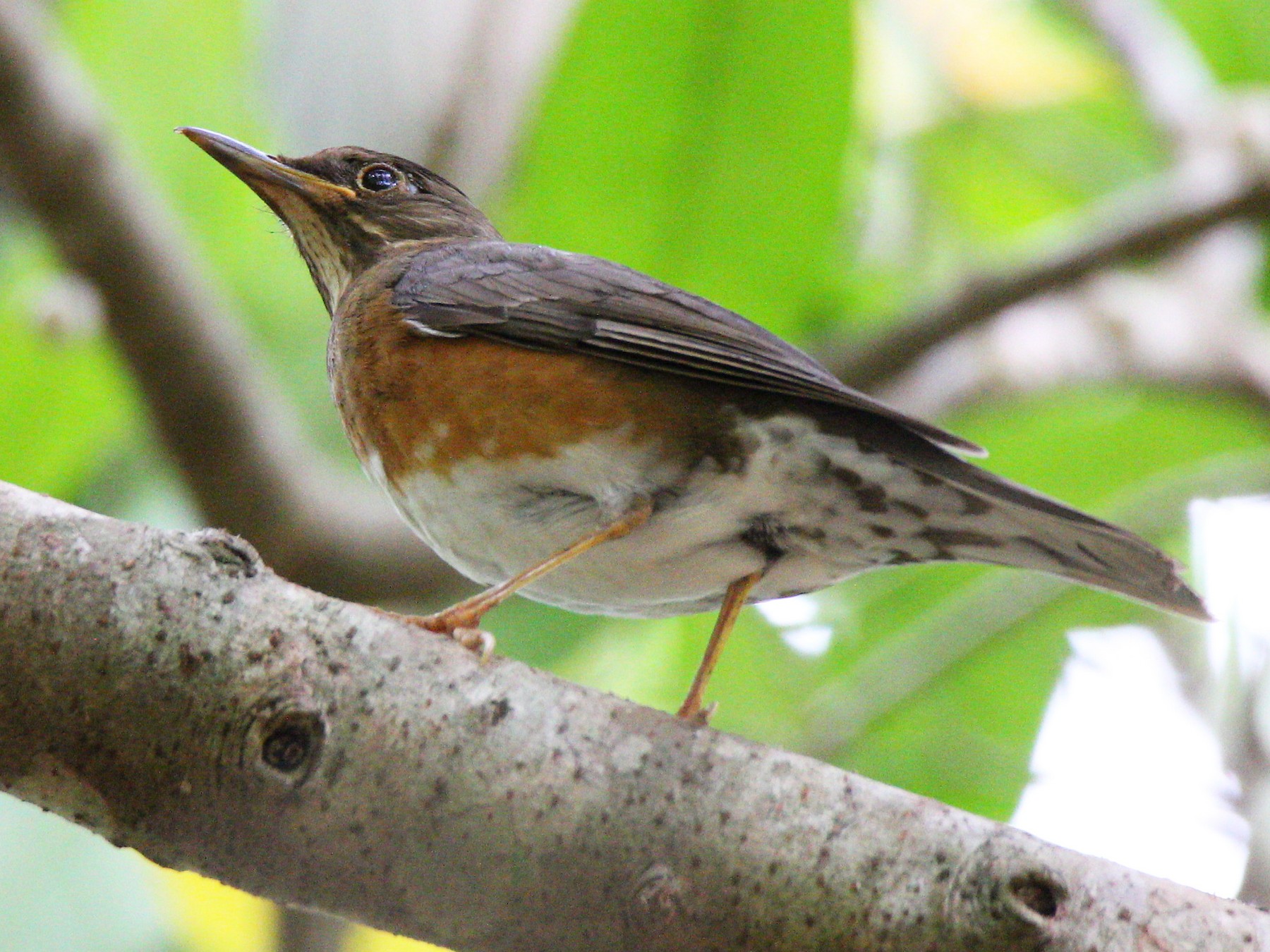 Brown-headed Thrush - eBird