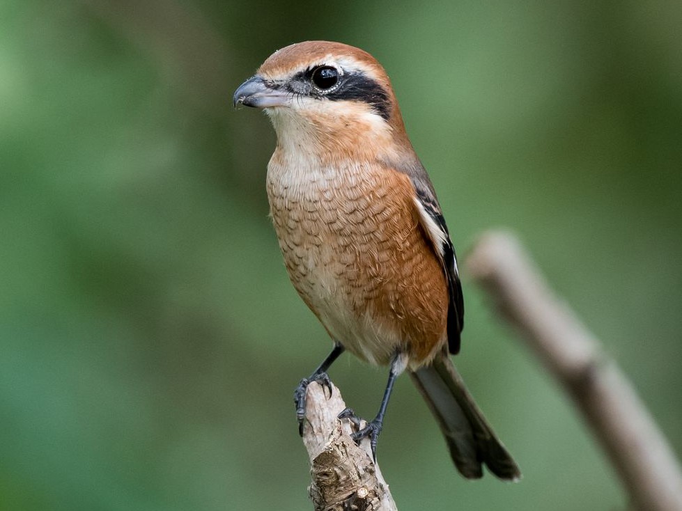 Bull-headed Shrike - eBird