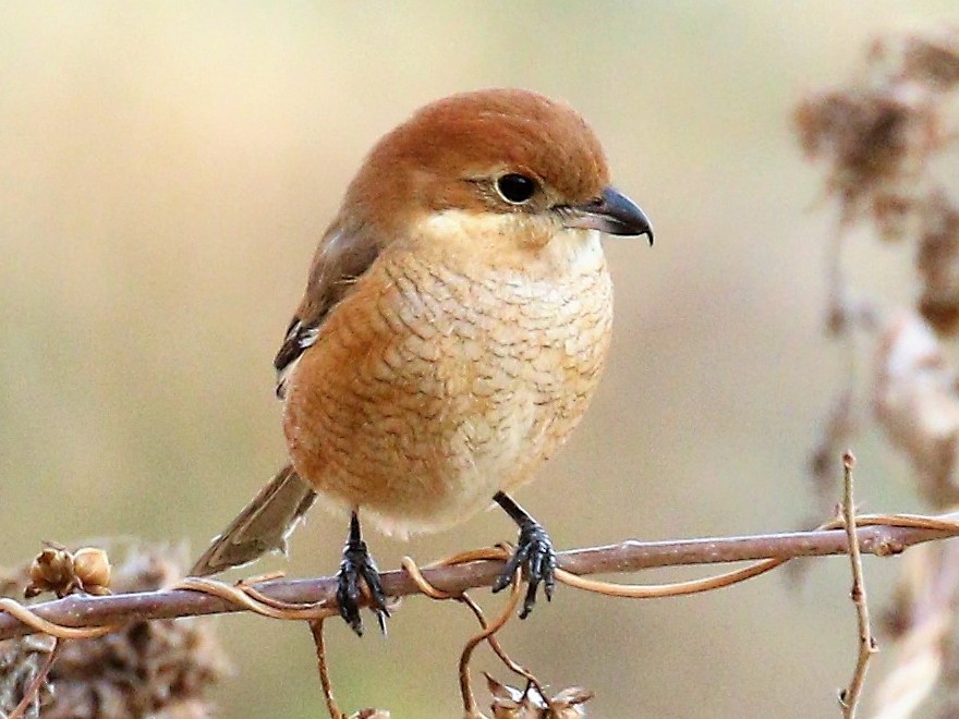 Bull-headed Shrike - eBird