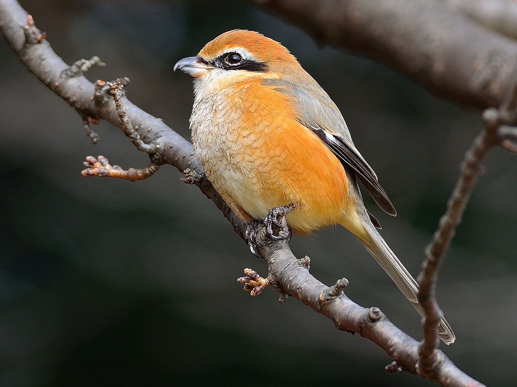 Bull-headed Shrike - eBird