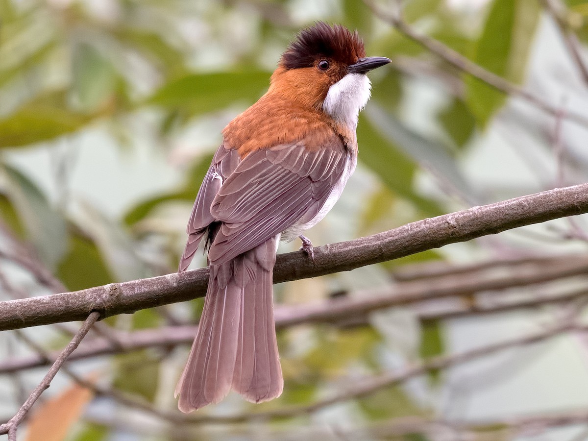 Chestnut Bulbul - Hemixos castanonotus - Birds of the World
