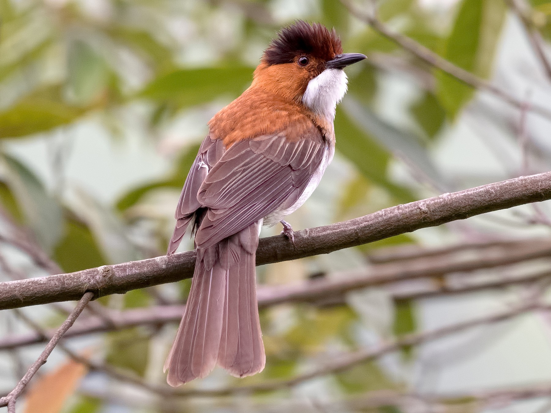 Chestnut Bulbul - eBird