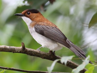 Chestnut Bulbul - eBird