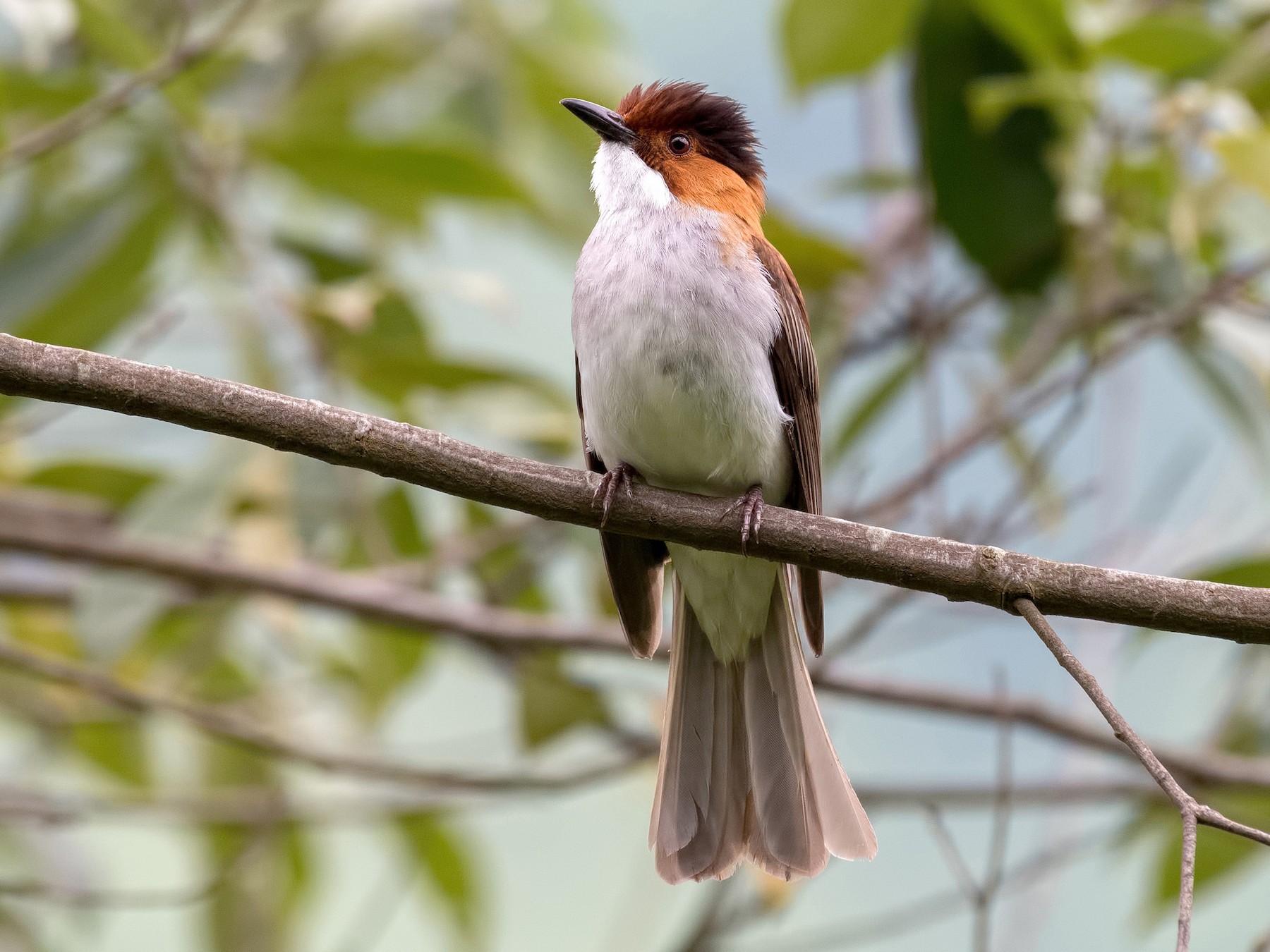 Chestnut Bulbul - eBird