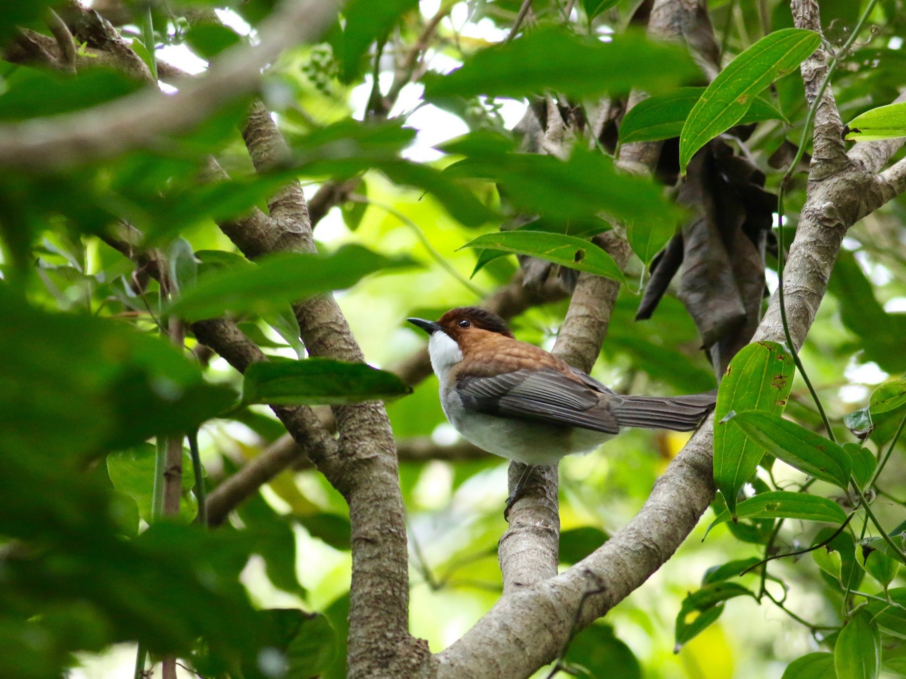 Chestnut Bulbul - eBird
