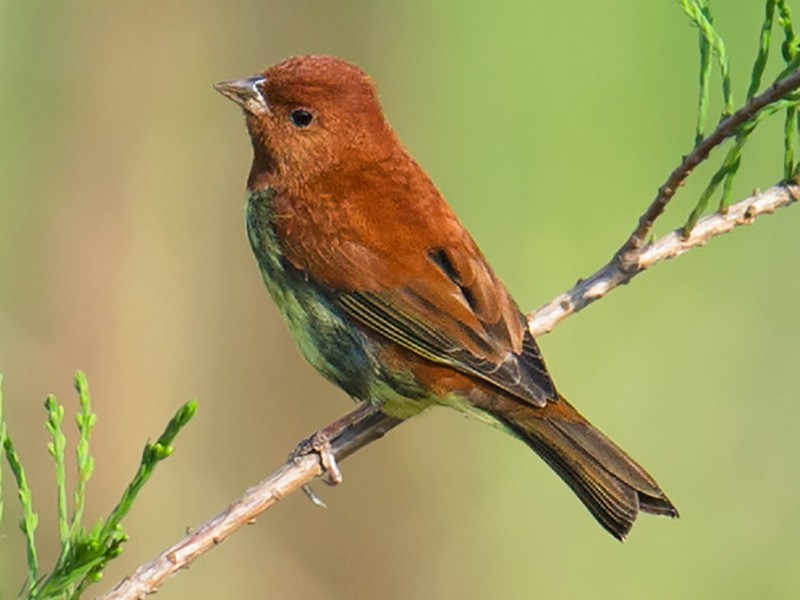 Chestnut Bunting - eBird