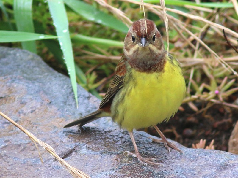 Chestnut Bunting - eBird