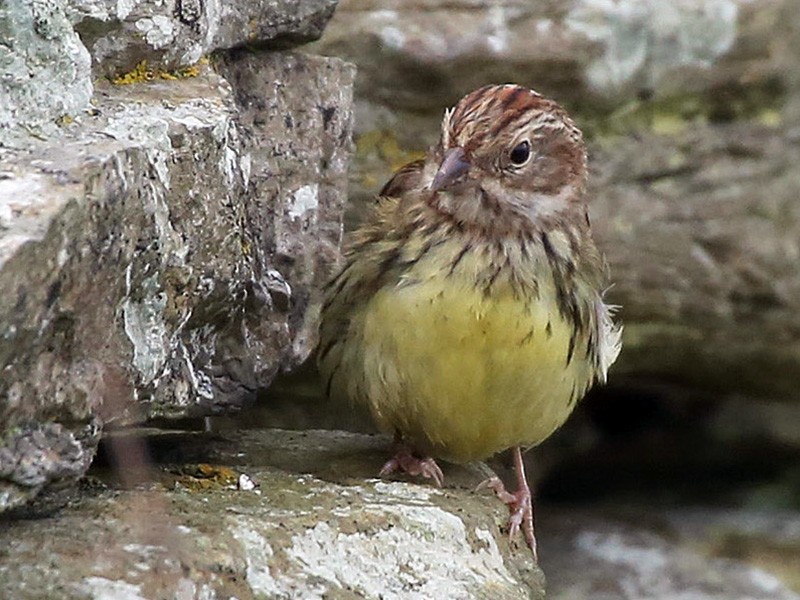 Chestnut Bunting - eBird