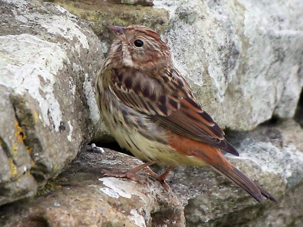 Chestnut Bunting - eBird