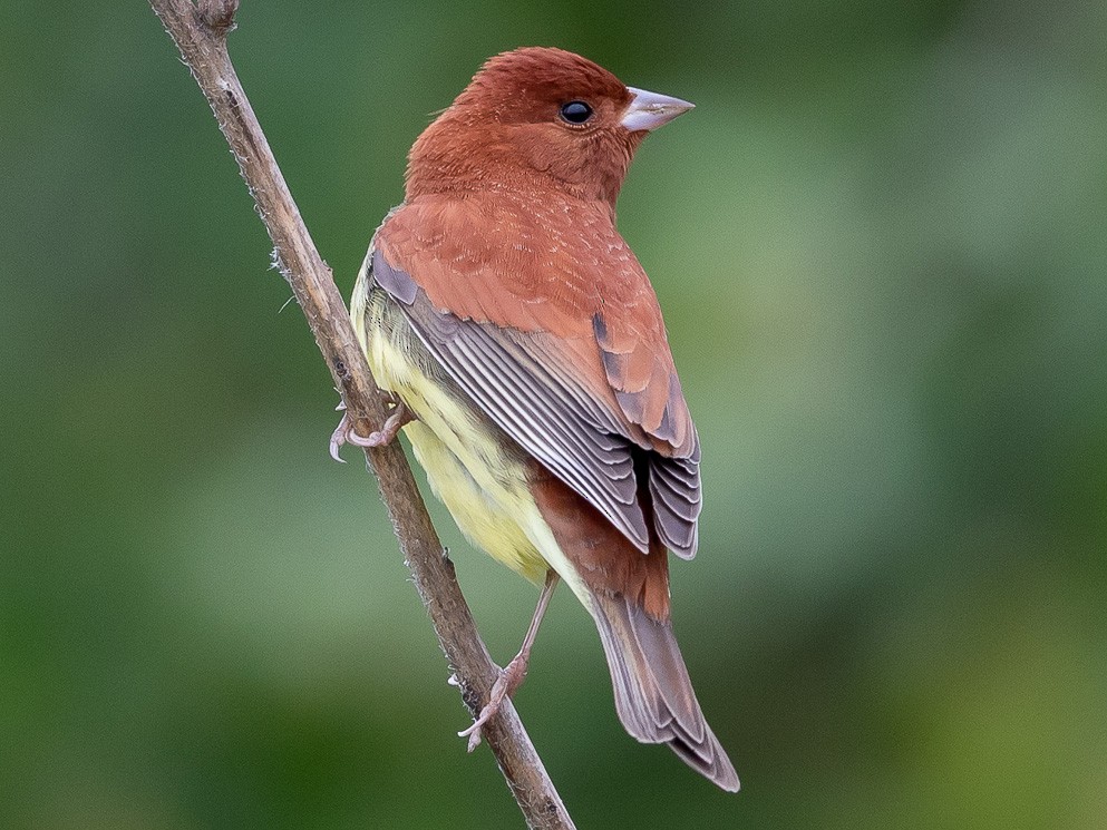 Chestnut Bunting - eBird