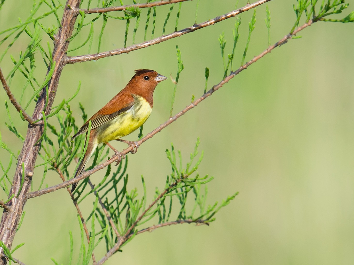 Chestnut Bunting - eBird