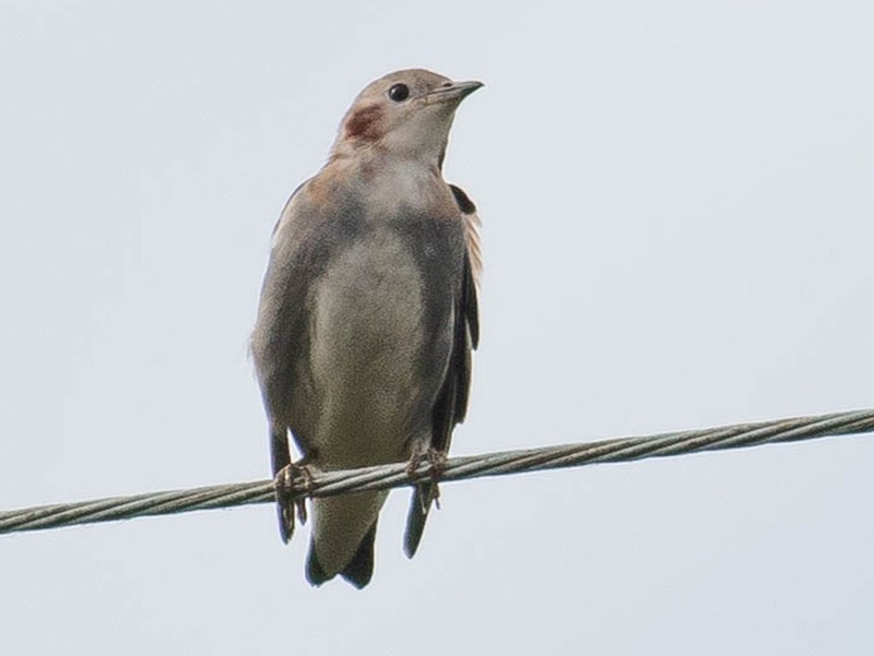 Chestnut-cheeked Starling - eBird