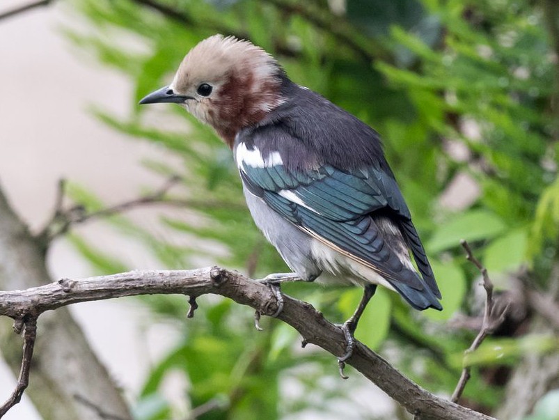Chestnut-cheeked Starling - eBird